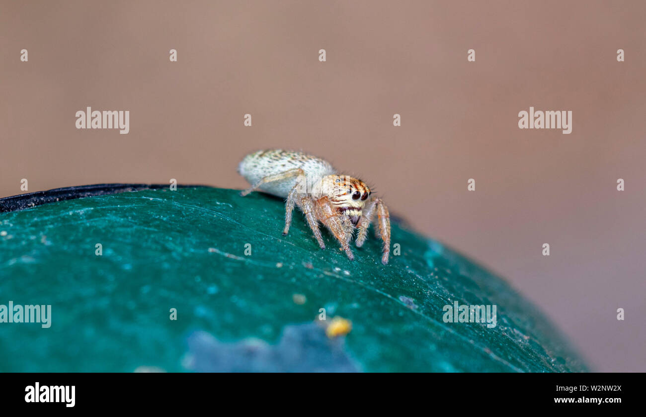 beautiful macro photo of a jumping spider Stock Photo - Alamy