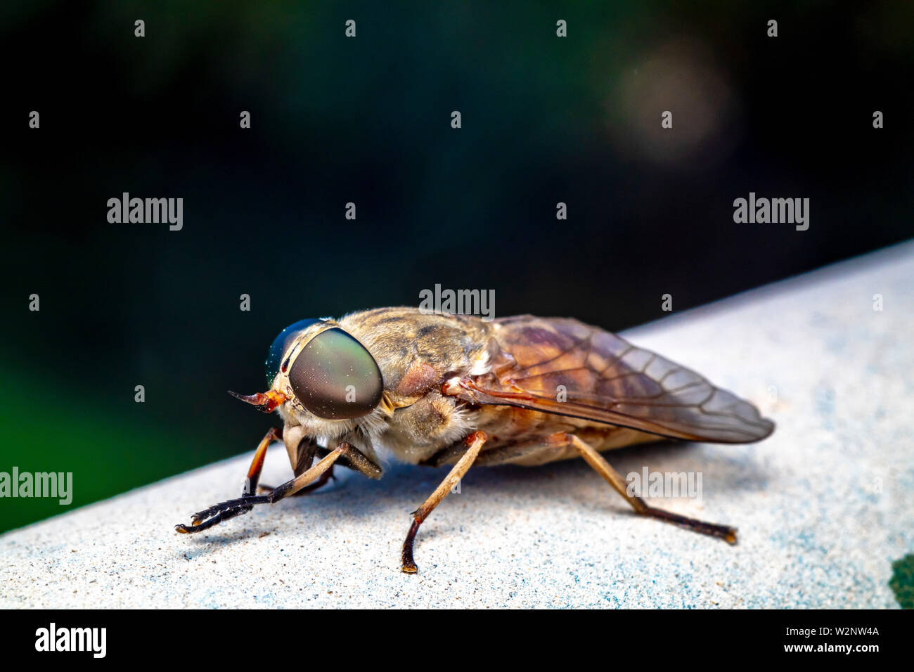the fly are part of Israels wildlife Stock Photo - Alamy