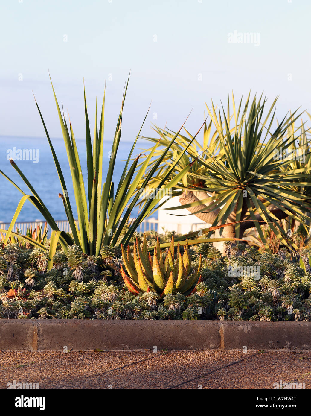 Plants including cacti, aloe vera, agave and palm trees by the sea in ...