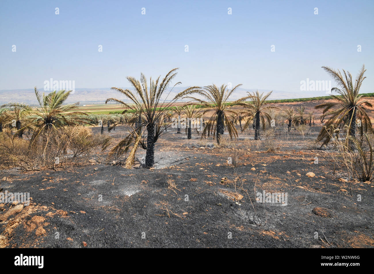 Burnt palm tree plantation. Fire damage to a grove of date palm trees ...