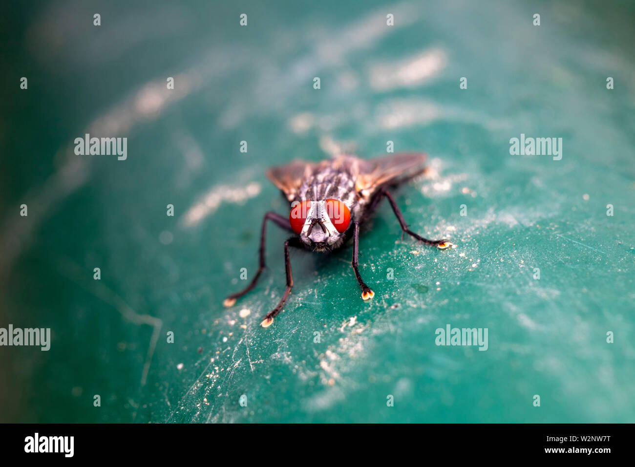 the fly are part of Israels wildlife Stock Photo - Alamy