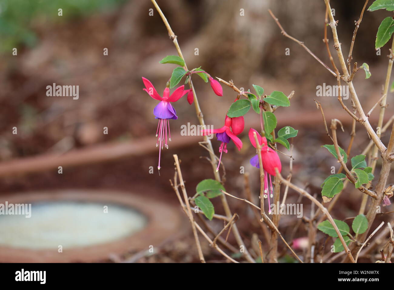 Pink fuchsia flowers in a macro image. Multiple pink flowers with some ...