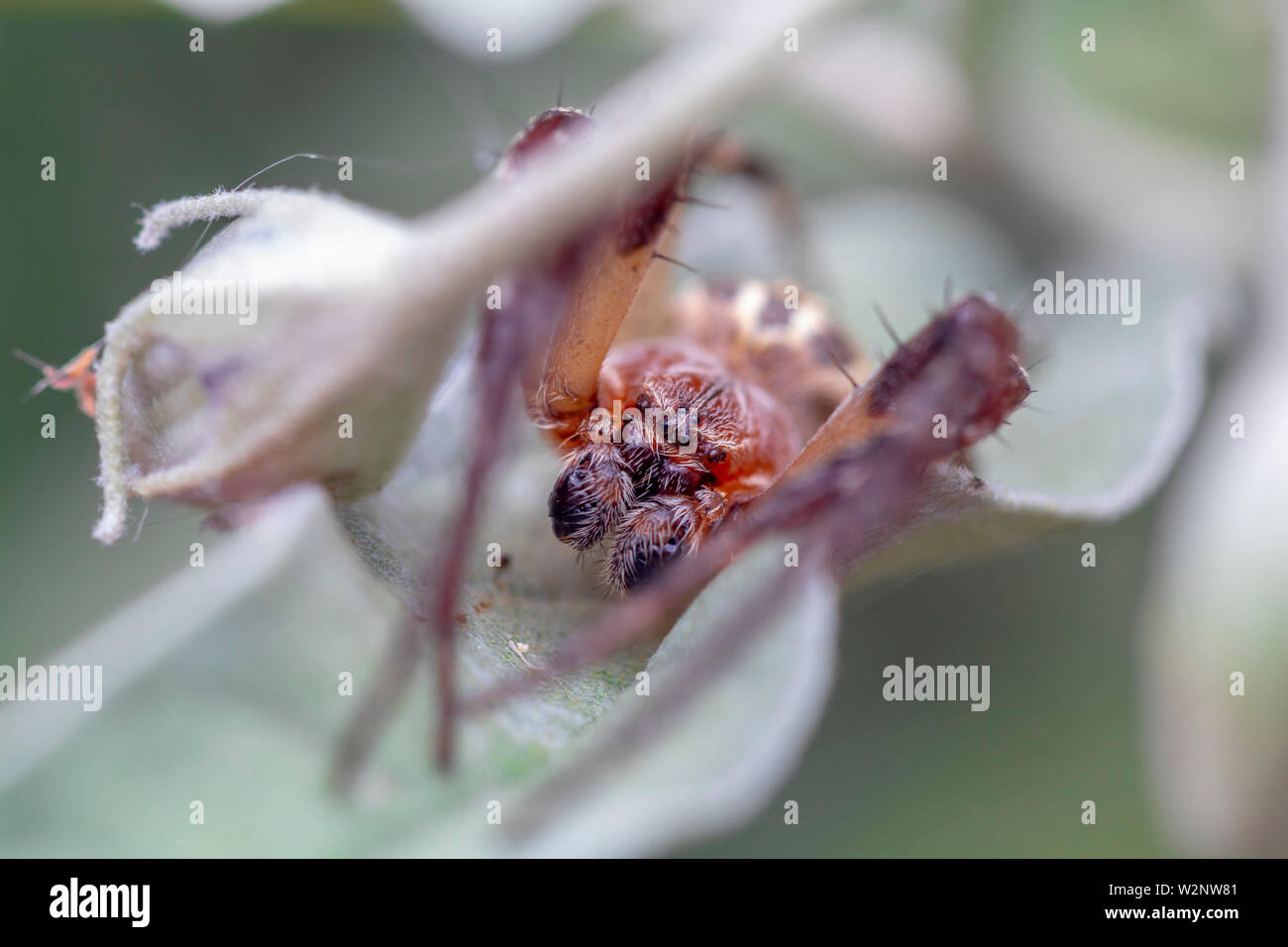 spiders are part of Israels wildlife Stock Photo - Alamy