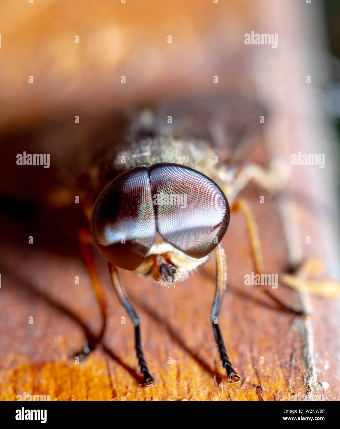 the fly are part of Israels wildlife Stock Photo - Alamy