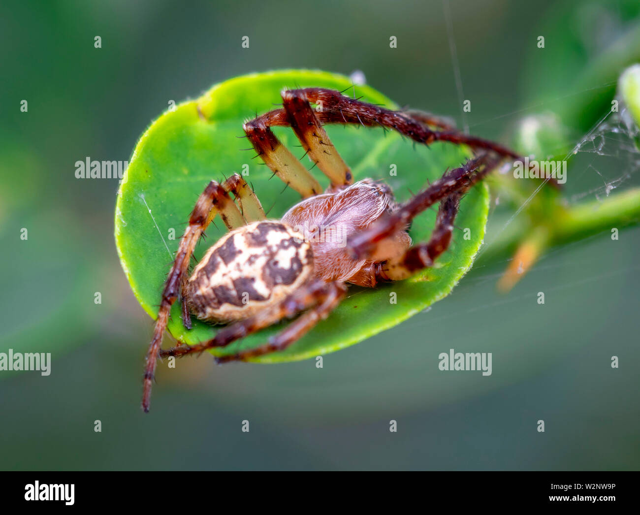 spiders are part of Israels wildlife Stock Photo - Alamy