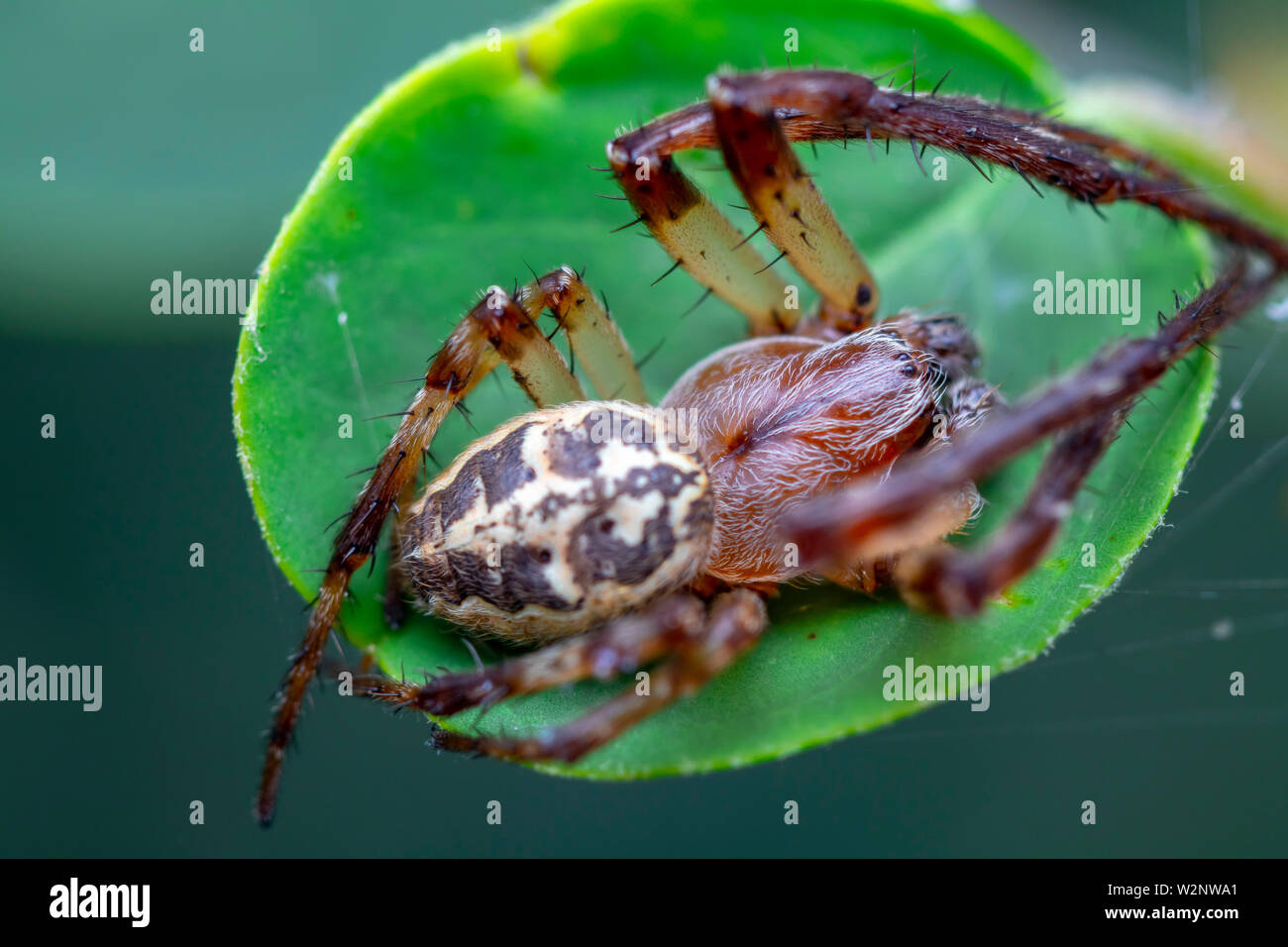 spiders are part of Israels wildlife Stock Photo - Alamy