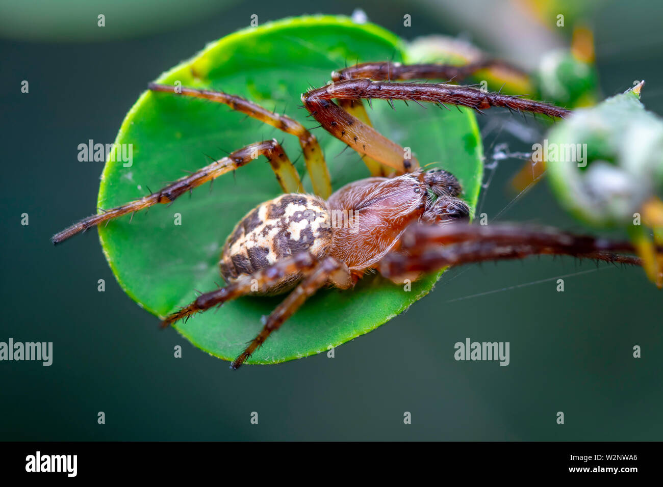 spiders are part of Israels wildlife Stock Photo - Alamy