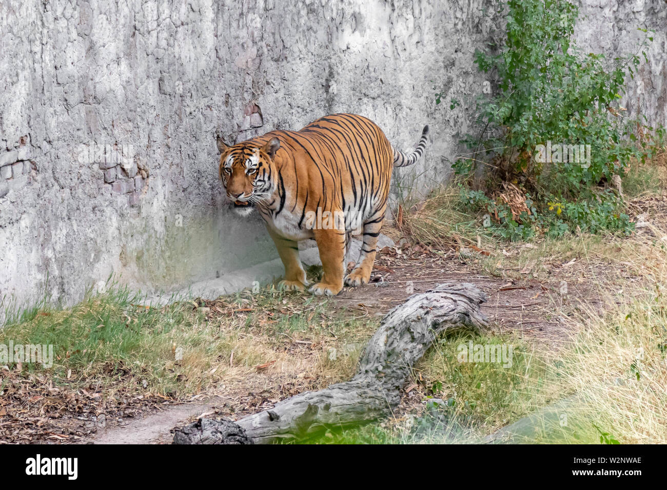 Giant Liger Standing