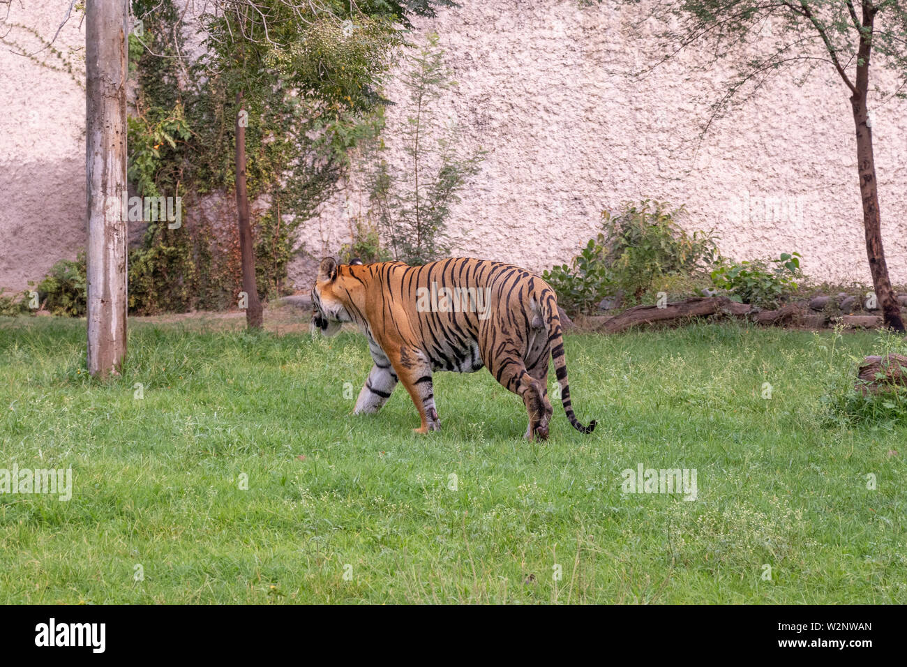 Royal bengal tiger grass hi-res stock photography and images - Alamy
