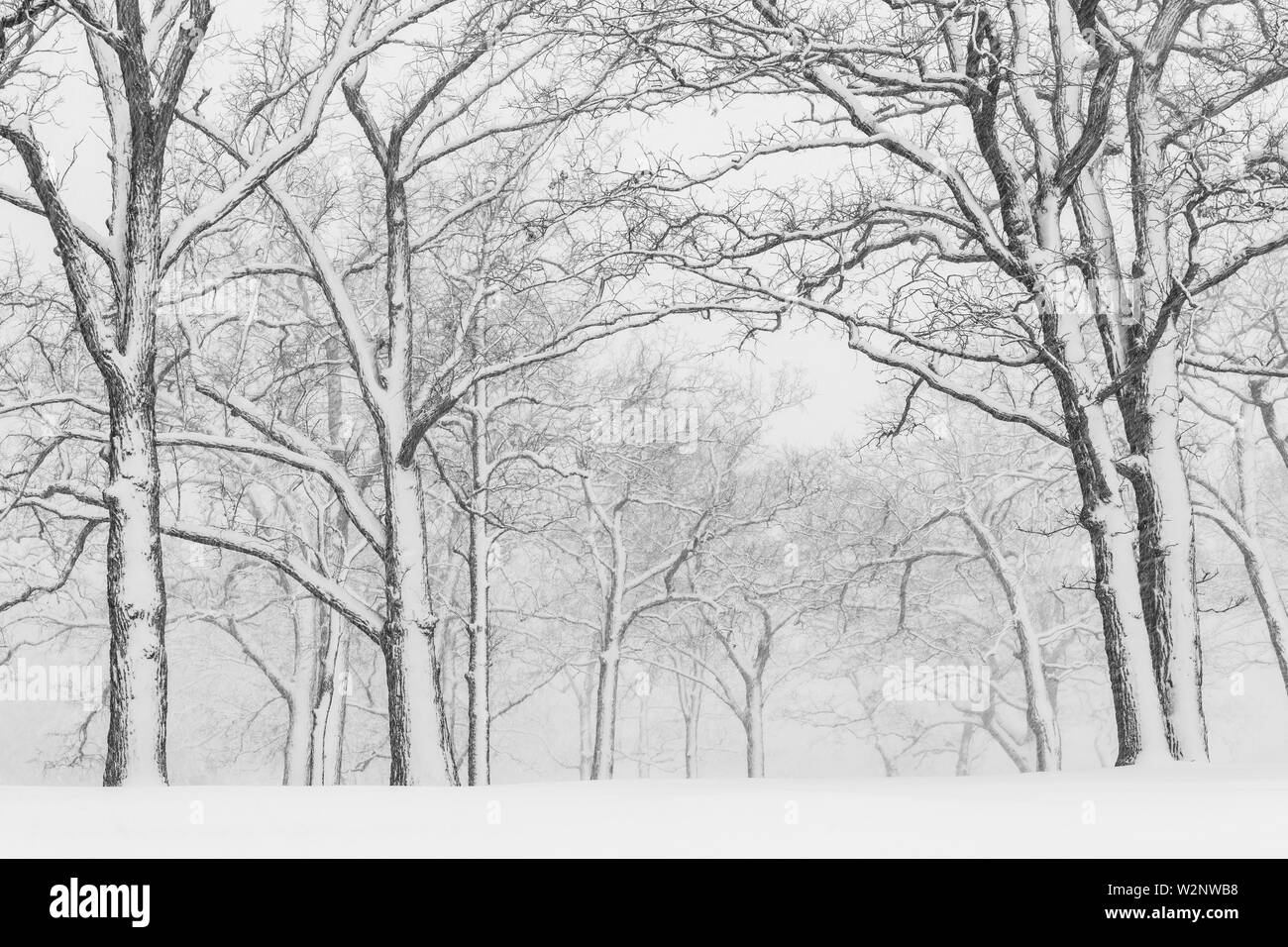 April Snowstorm, Woodland, USA, by Dominique Braud/Dembinsky Photo ...