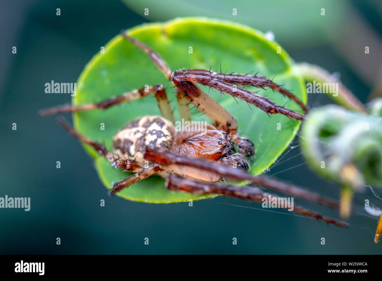 spiders are part of Israels wildlife Stock Photo - Alamy