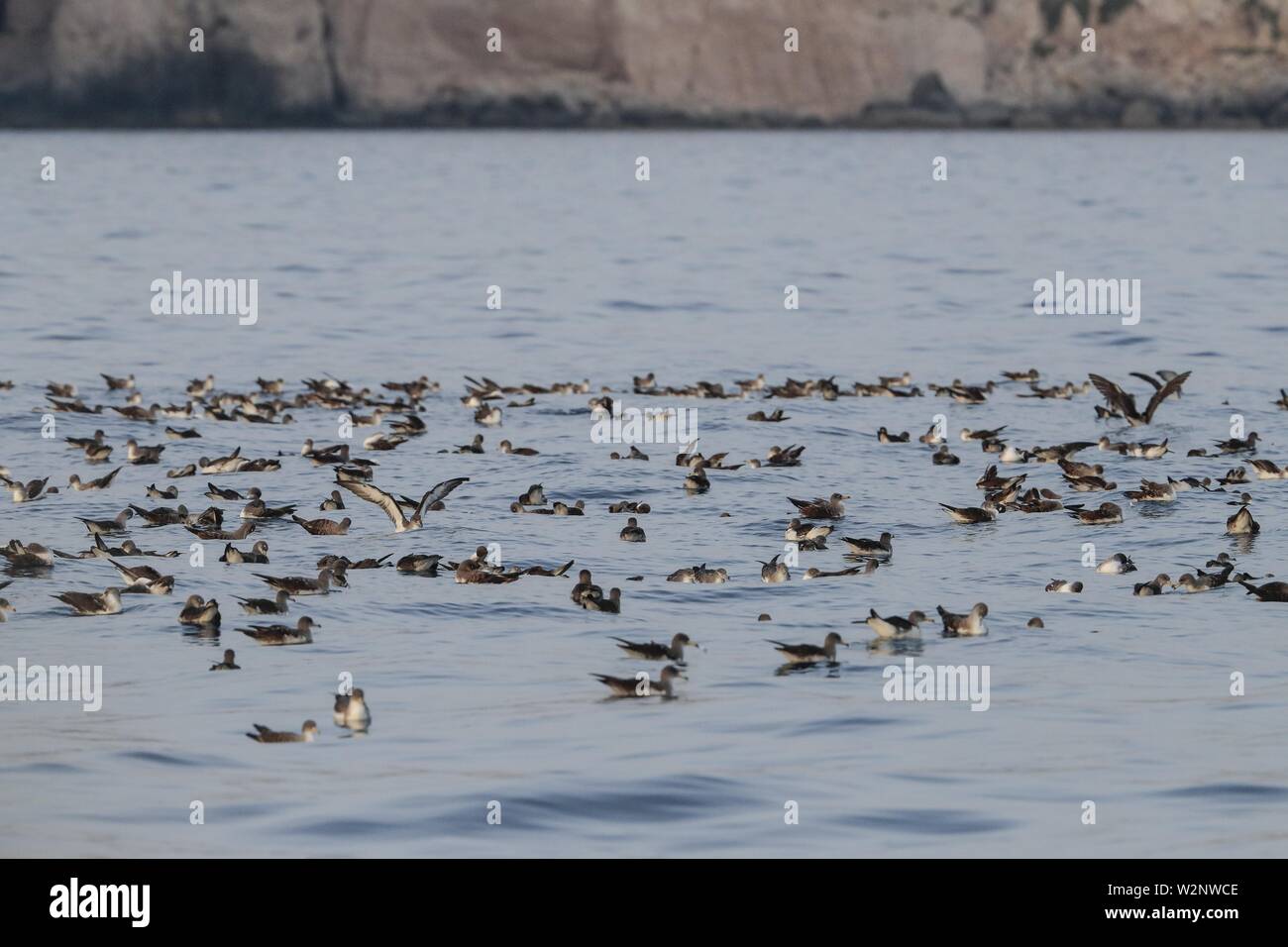 Scopolis shearwater hi-res stock photography and images - Alamy