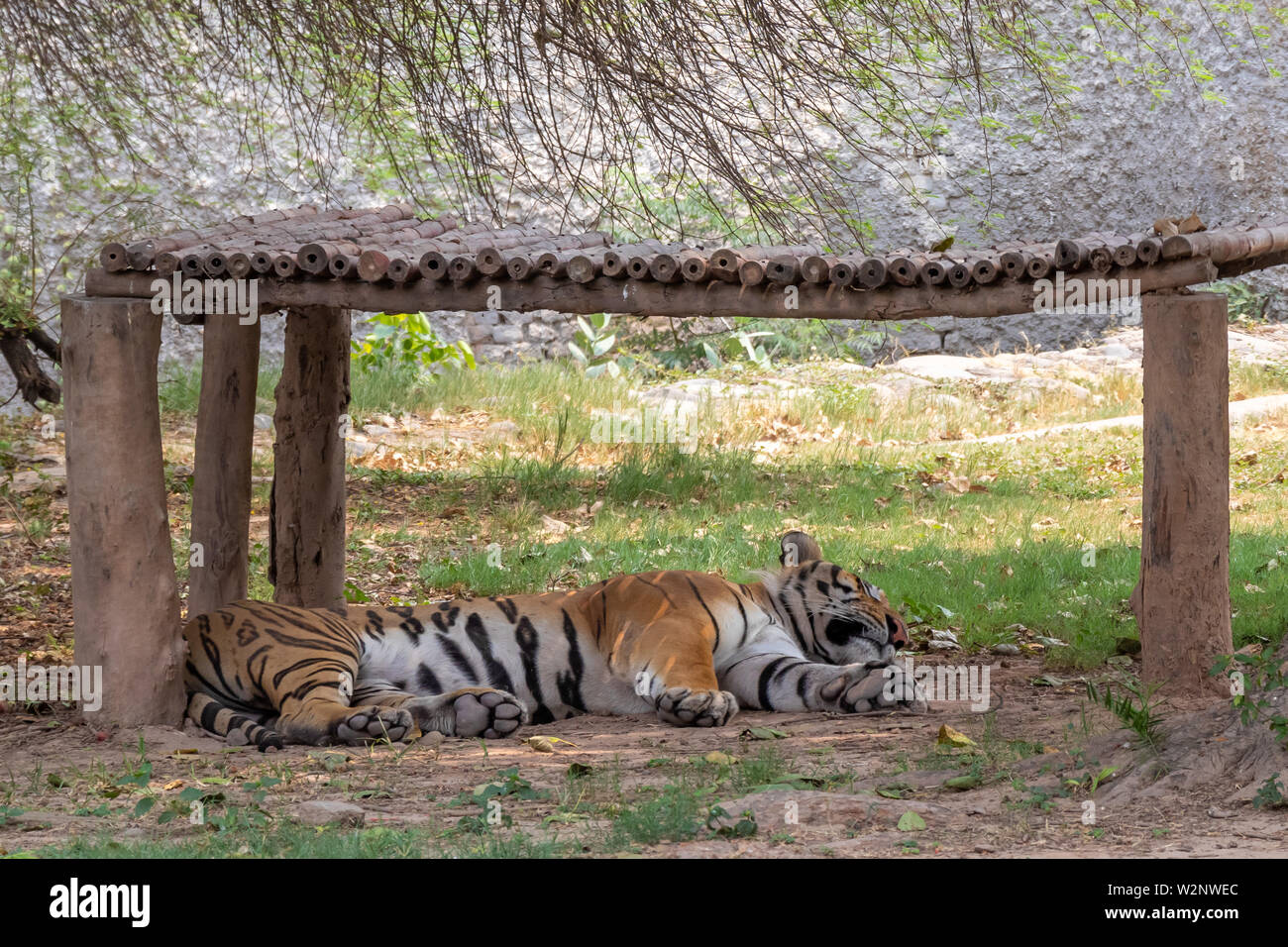 Royal Bengal Tiger Resting in tree shadow, looks great Stock Photo - Alamy