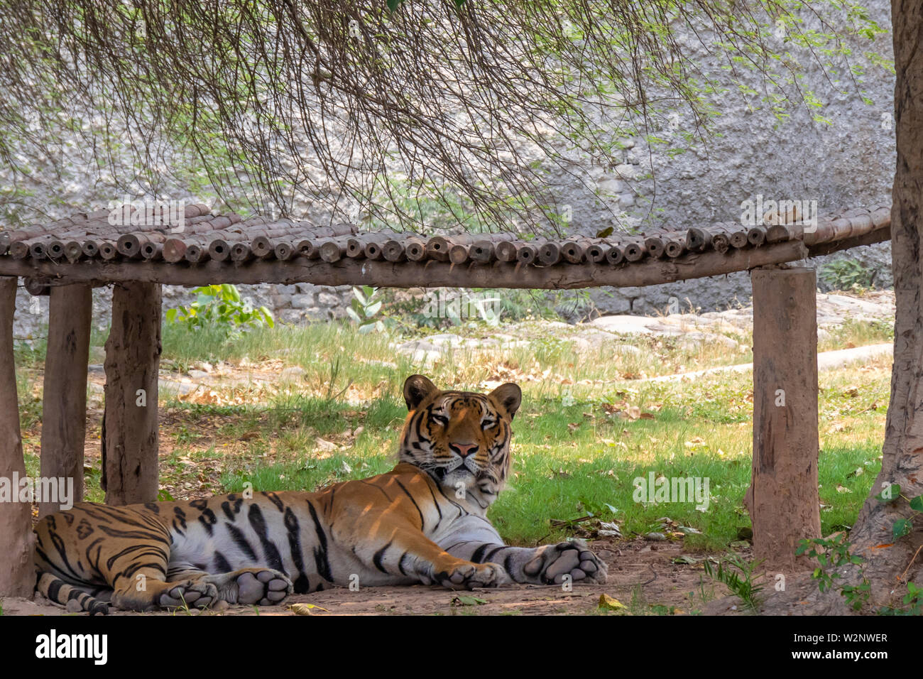 Tiger looking in to distance hi-res stock photography and images - Alamy