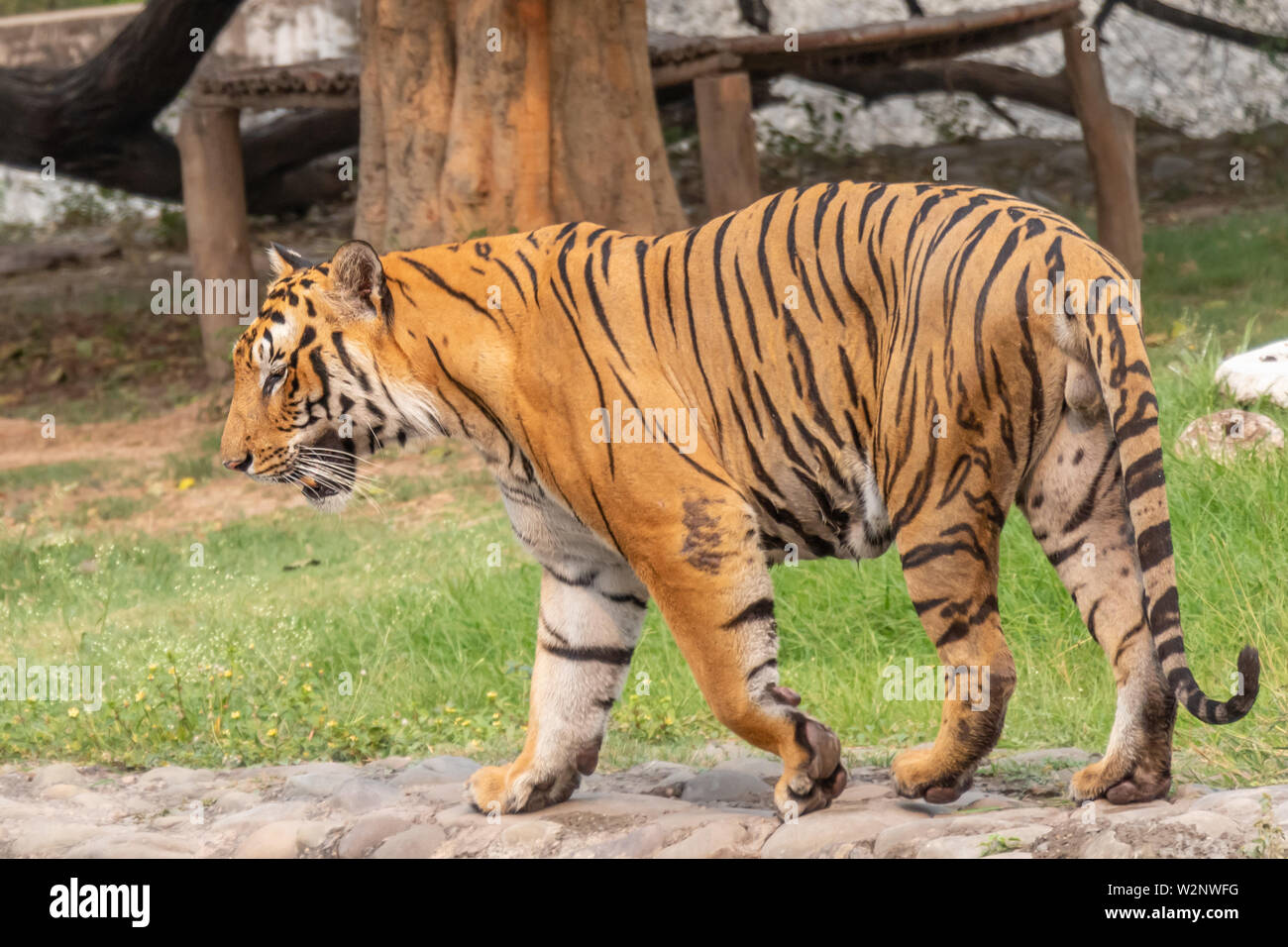 Portrait of a Royal Bengal tiger, looks in aggressive mood Stock Photo ...