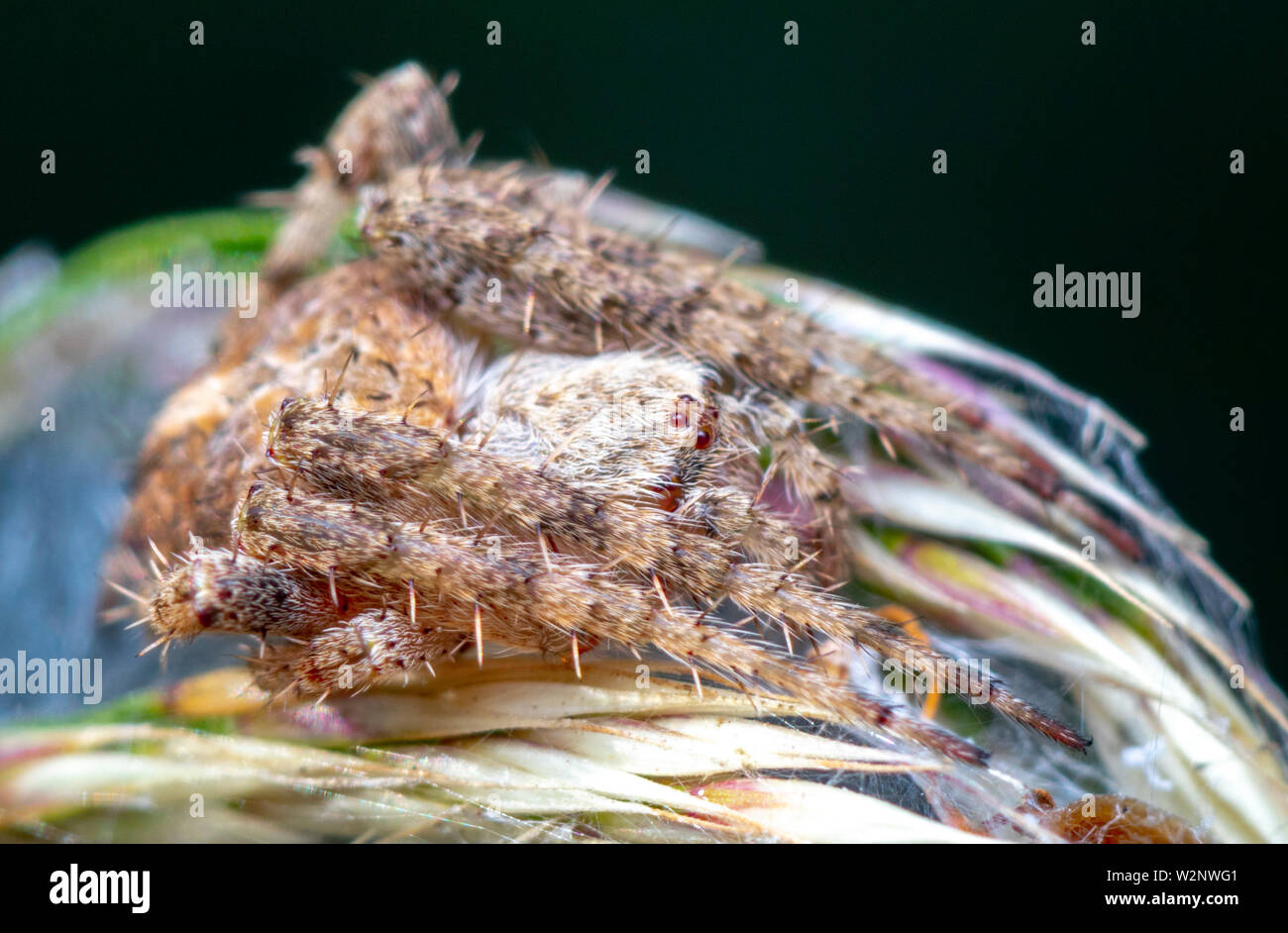 spiders are part of Israels wildlife Stock Photo - Alamy