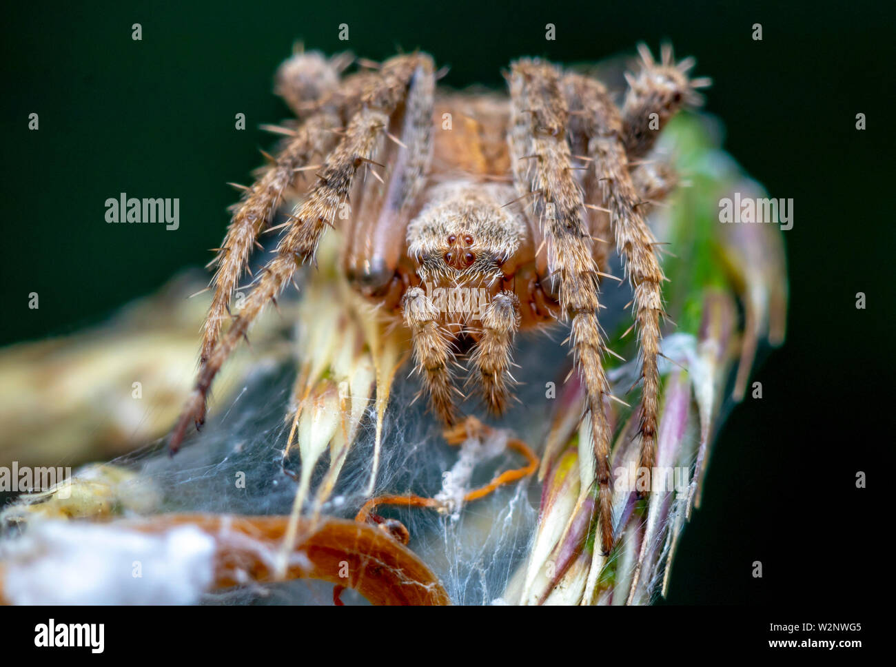 spiders are part of Israels wildlife Stock Photo - Alamy
