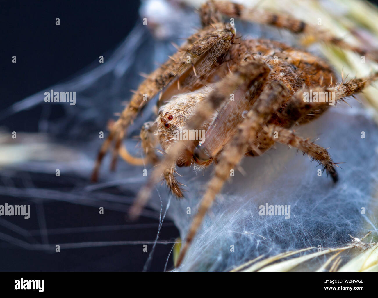 spiders are part of Israels wildlife Stock Photo - Alamy