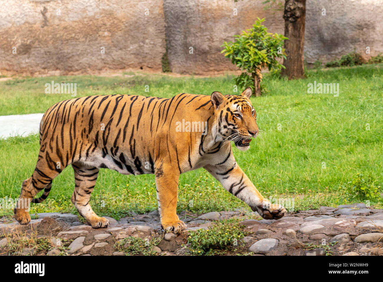 Royal Bengal Tiger walking in bright sunny day Stock Photo - Alamy