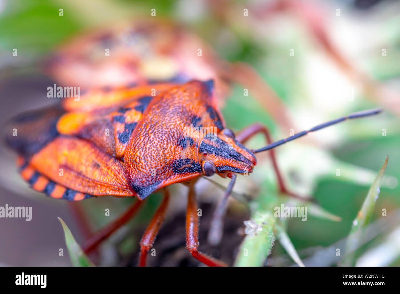true bugs are part of Israels wildlife Stock Photo - Alamy