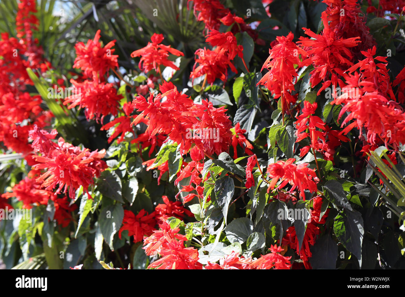 Plenty of vibrant big red flowers photographed in Madeira, Portugal ...