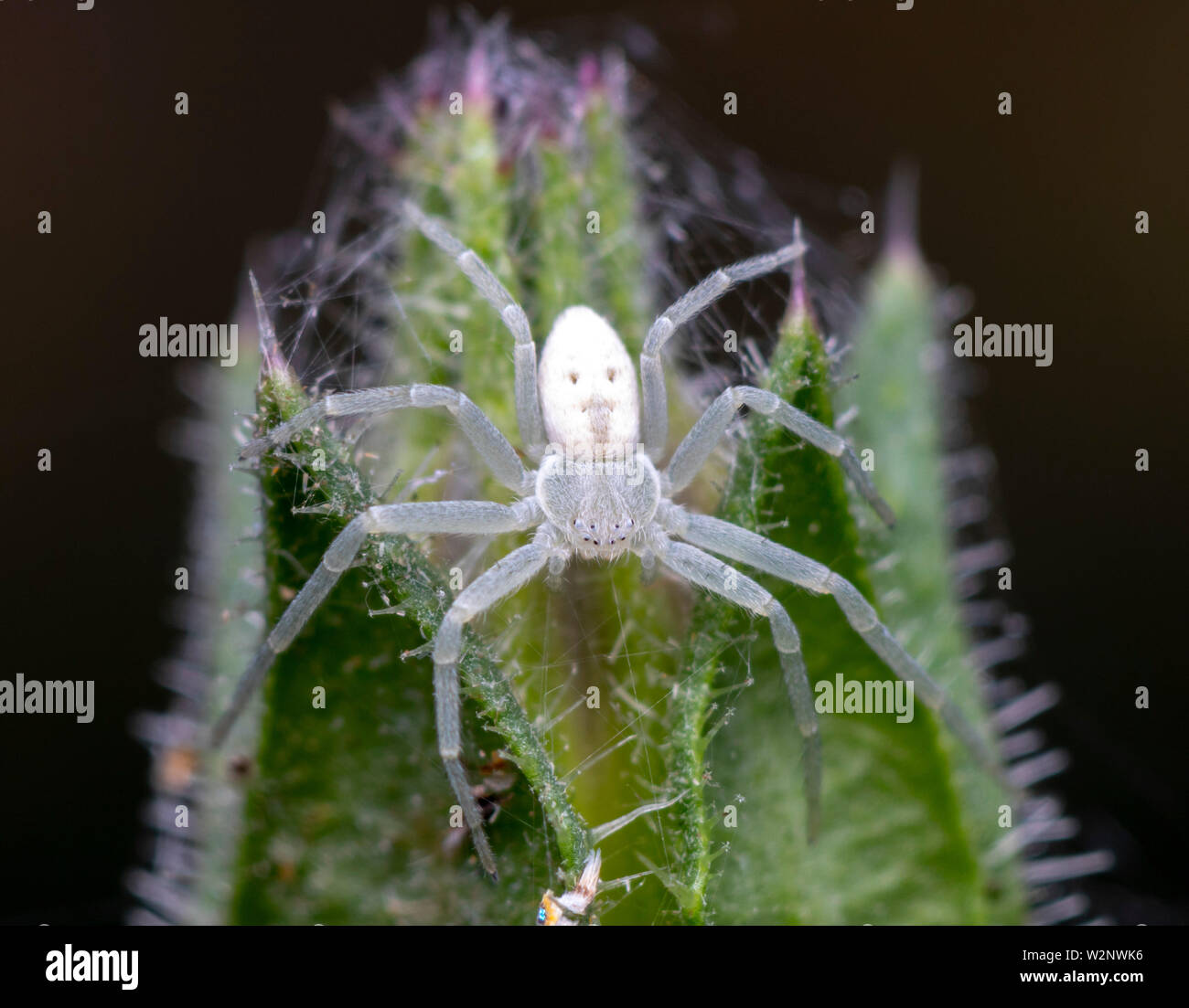 spiders are part of Israels wildlife Stock Photo - Alamy