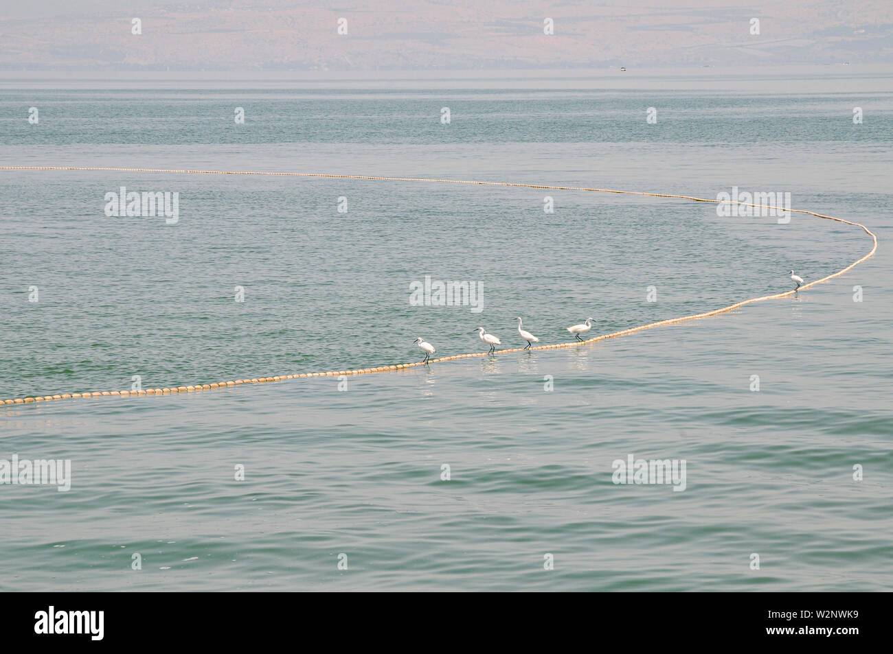 fishing boat rounding up fish in a net the Sea of Galilee, Israel Stock ...