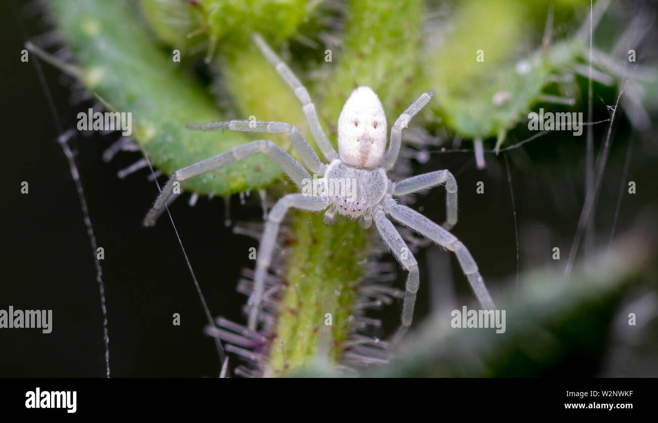 spiders are part of Israels wildlife Stock Photo - Alamy