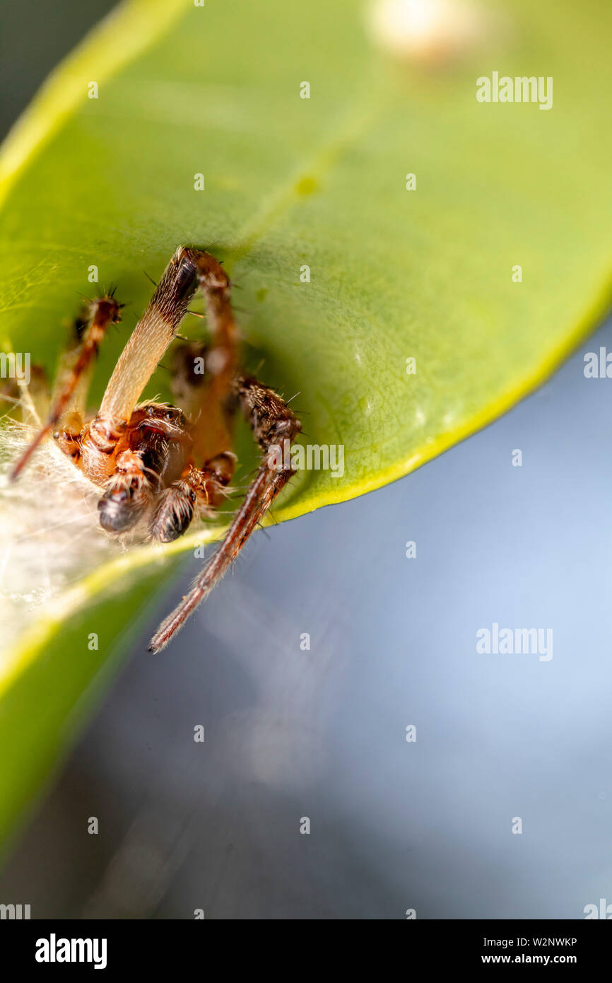 spiders are part of Israels wildlife Stock Photo - Alamy