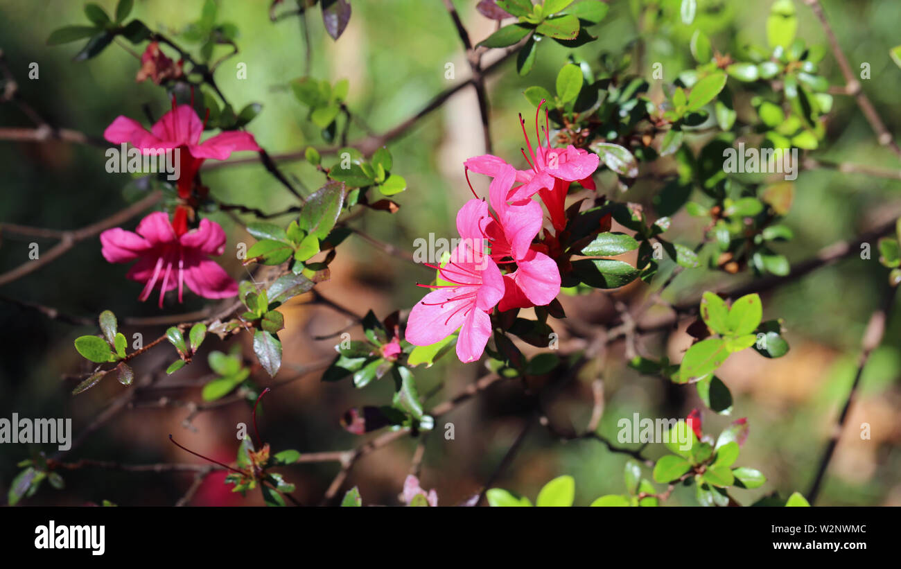 Beautiful plants with small pink flowers photographed in Madeira ...