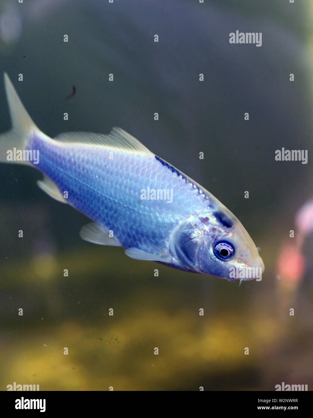 Fish madeira hi-res stock photography and images - Alamy