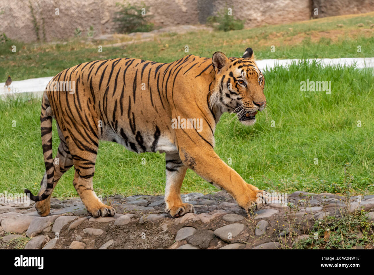 Bengal Tiger walking on concrete path. Looking Great Stock Photo - Alamy