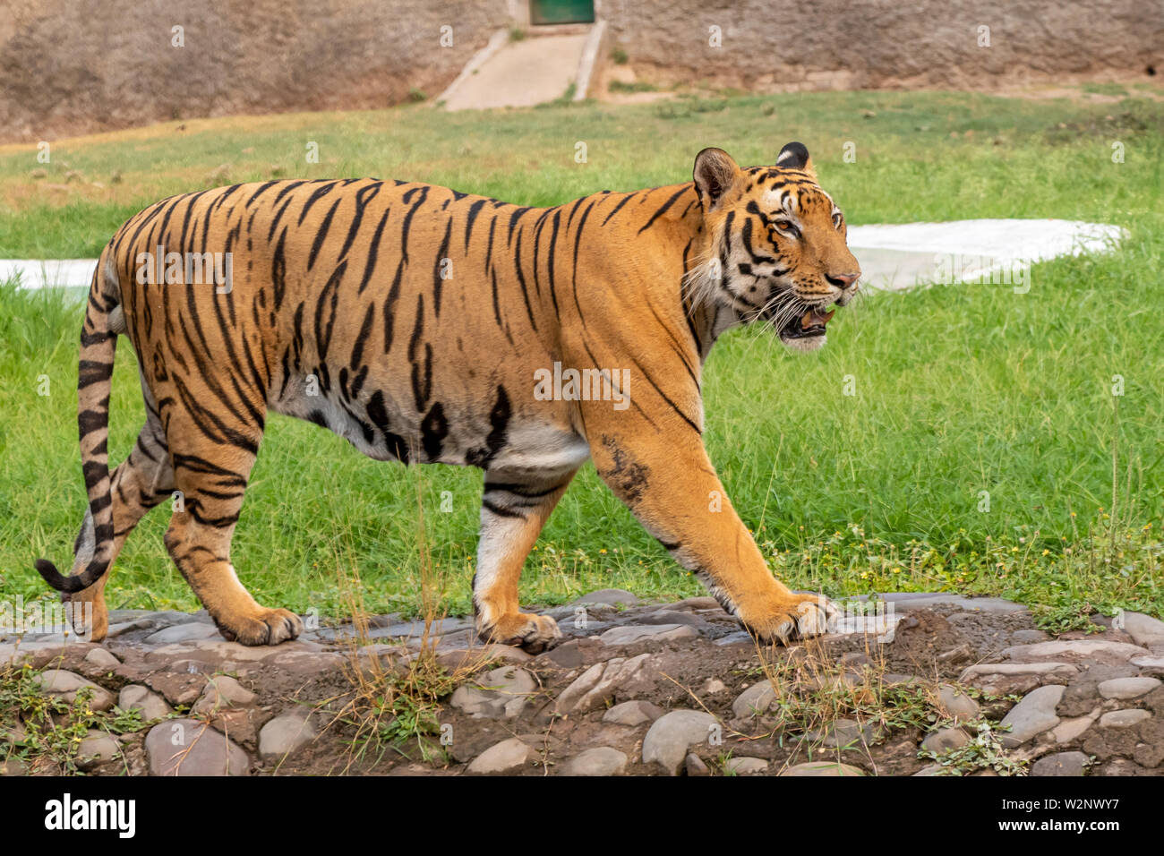 Tiger walking closeup hi-res stock photography and images - Alamy