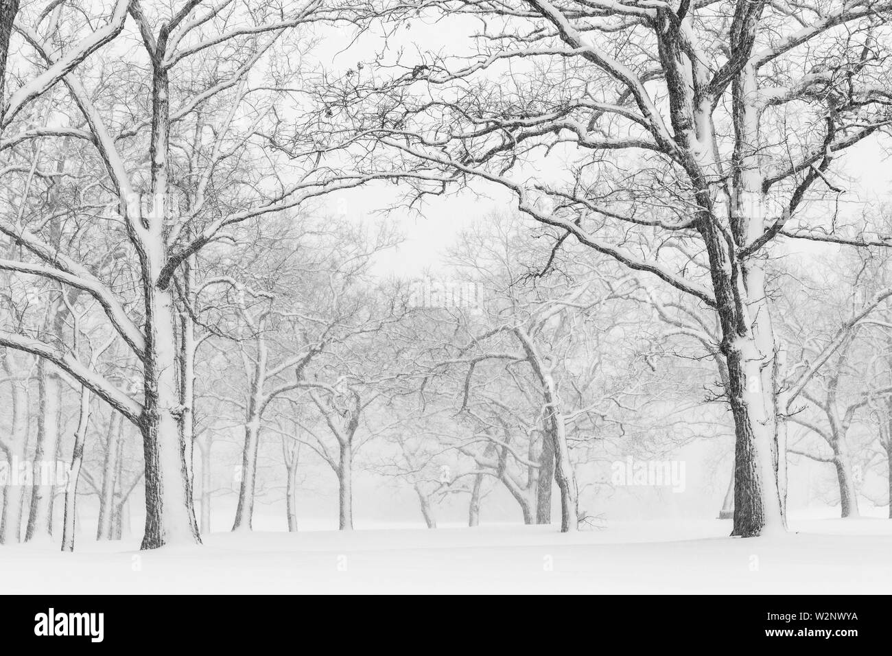 April Snowstorm, Woodland, USA, by Dominique Braud/Dembinsky Photo ...