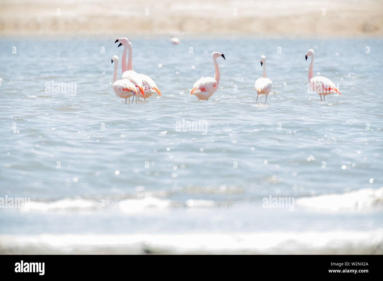 Flamingos chilenos in National reserve of Paracas, Peru Stock Photo - Alamy