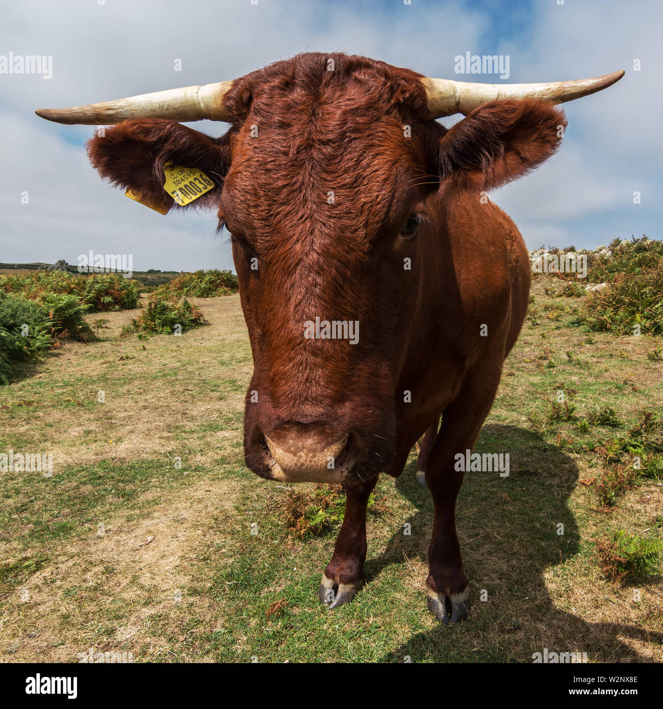 Image of a brown cow (frontal view Stock Photo - Alamy