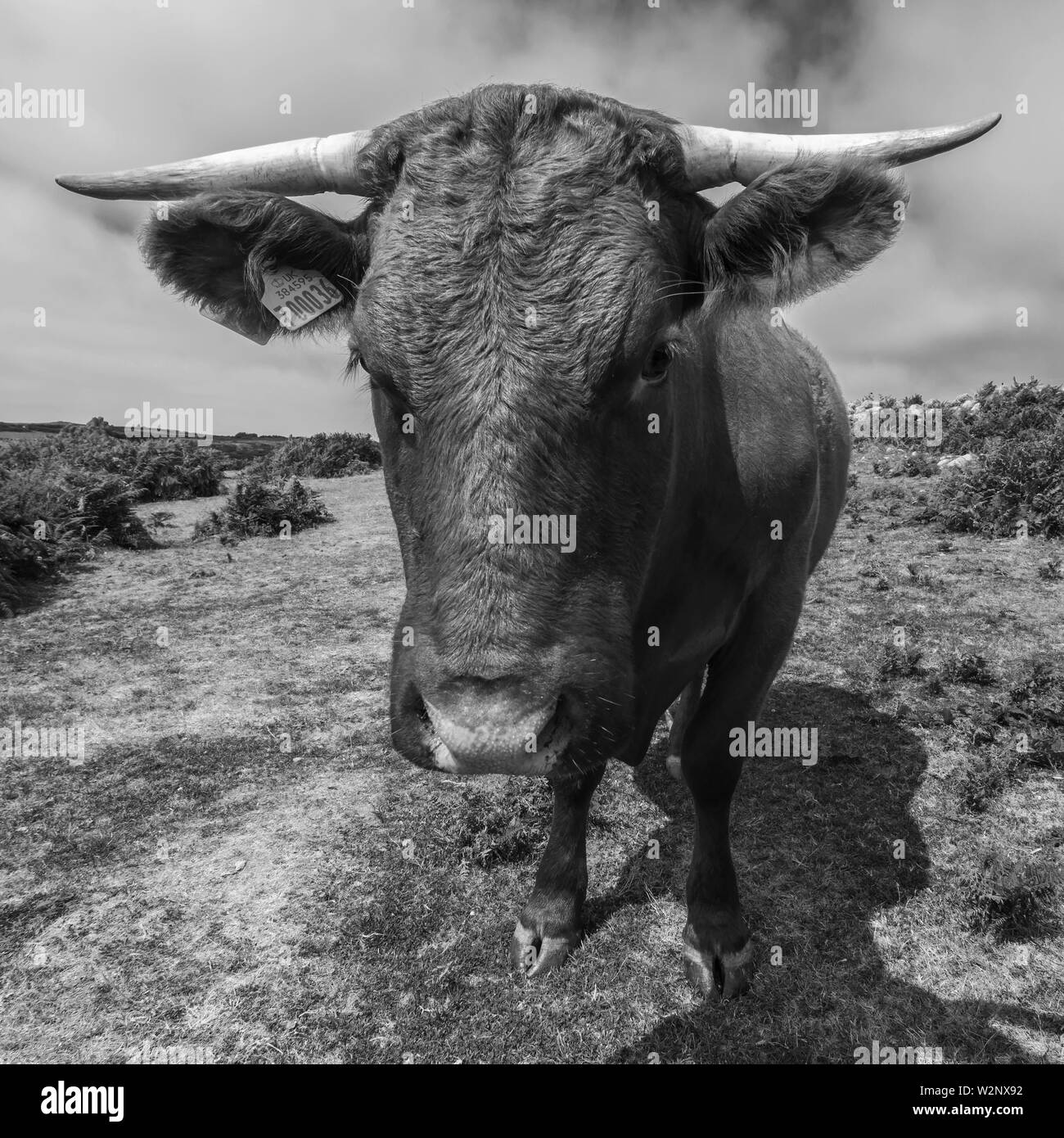 B&W image of a cow Stock Photo - Alamy