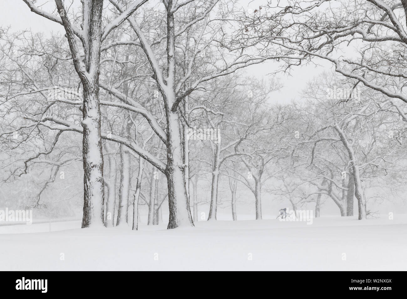 April Snowstorm, Woodland, USA, by Dominique Braud/Dembinsky Photo ...