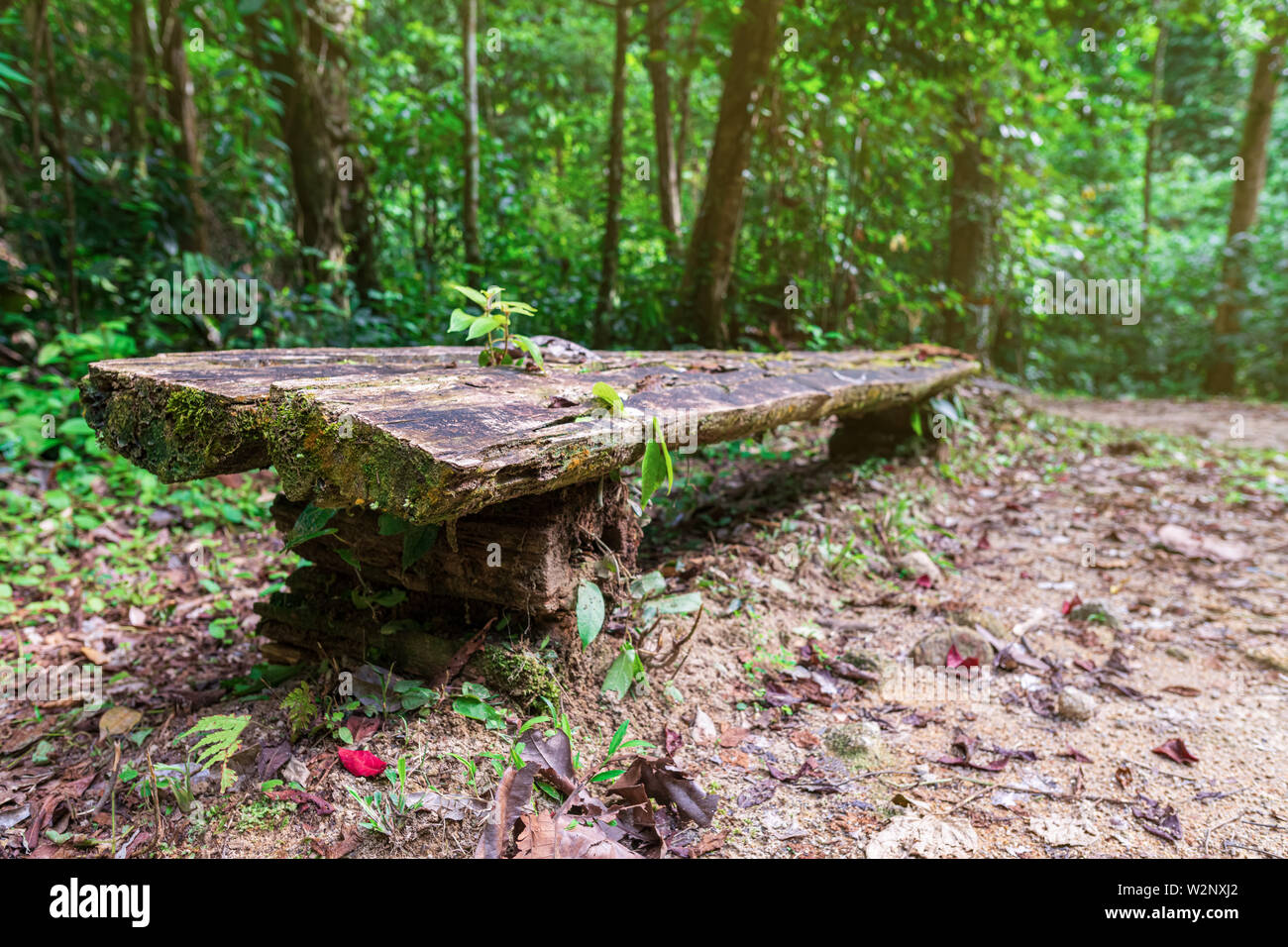 Bench in the woods. A place where you can rest on the way to Chong Fa ...