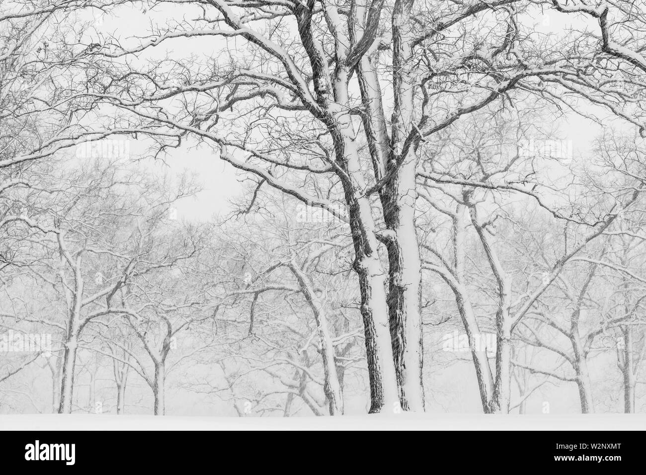 April Snowstorm, Woodland, USA, by Dominique Braud/Dembinsky Photo ...