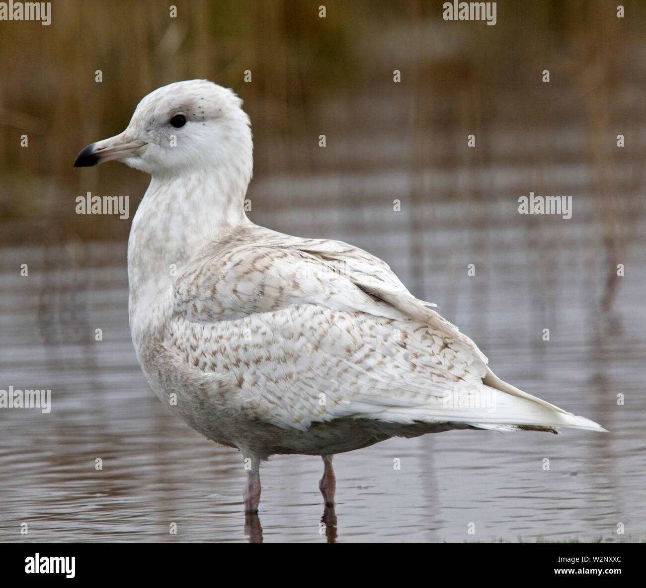 Iceland Gull (Larus glaucoides), juvenile standing in shallow water ...