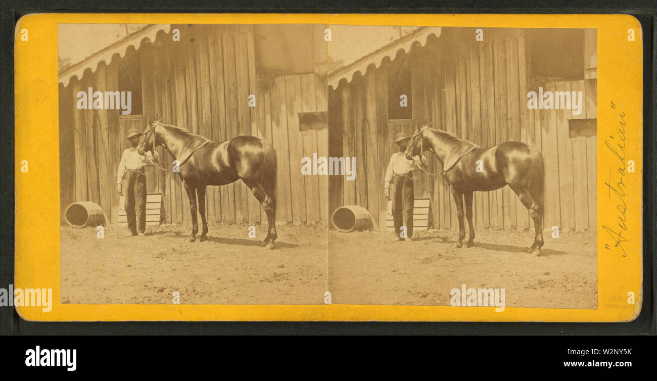 (Horse named) Australian, by James Mullen Stock Photo - Alamy