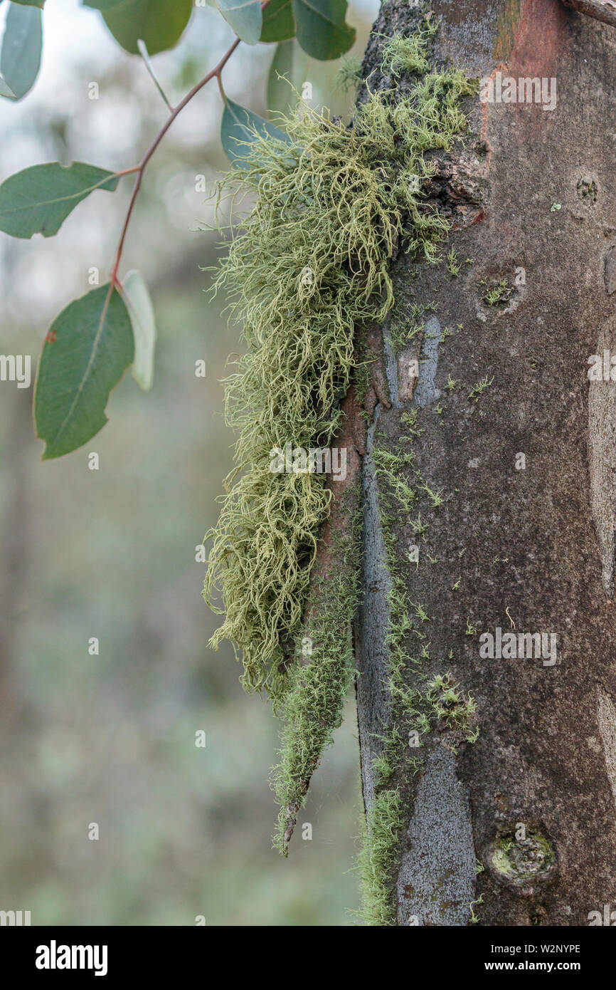 Old Mans Beard Lichen High Resolution Stock Photography and Images - Alamy