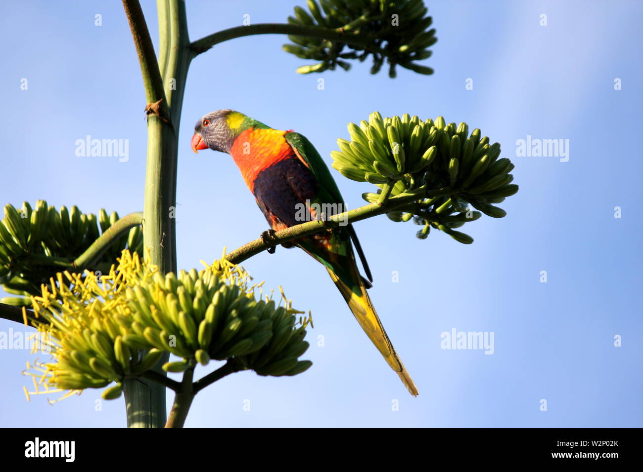 Rainbow colored wings hi-res stock photography and images - Alamy