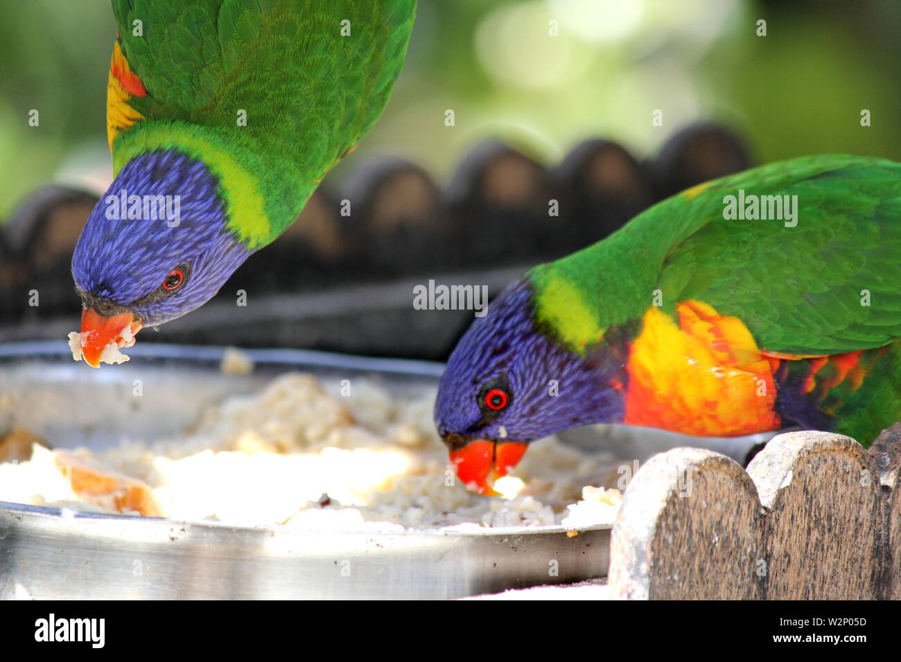 Lorikeets at nest hi-res stock photography and images - Alamy