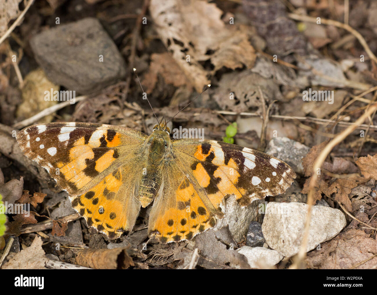 Beautiful painted lady hi-res stock photography and images - Alamy