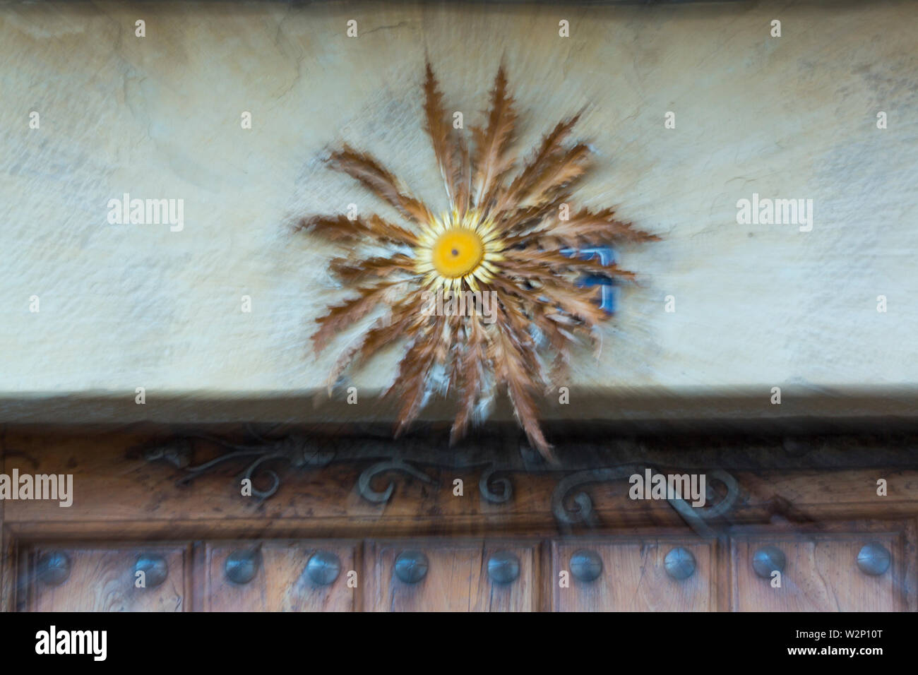 EGUZKI LORE (Carlina acaulis) (stemless carline thistle, dwarf carline ...