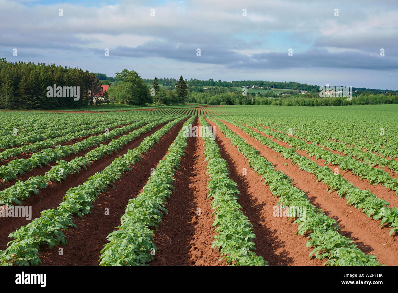 Rows and rows of potato plants in rec soil of PEI Stock Photo - Alamy