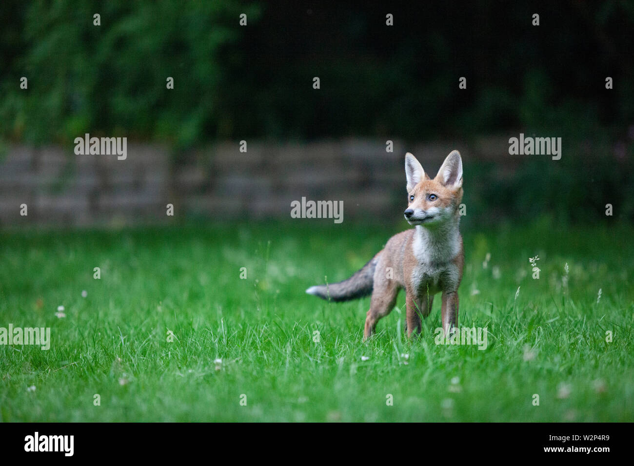 4 months old cub hi-res stock photography and images - Alamy