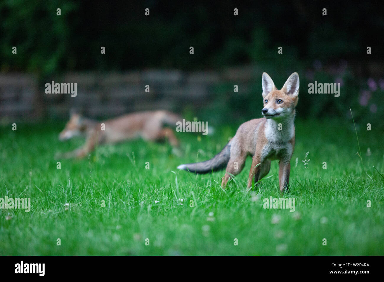 Fox cubs in a garden in Clapham, south London. The cubs are about 4 ...